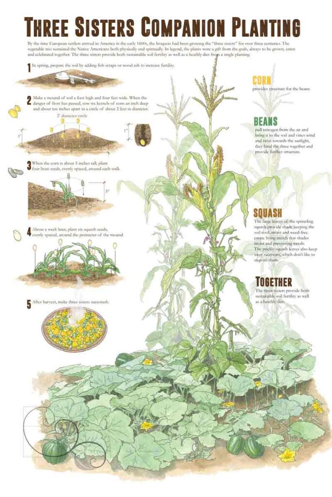 The Three Sisters: Ancestral Wisdom for Sustainable Cultivation - Food ...